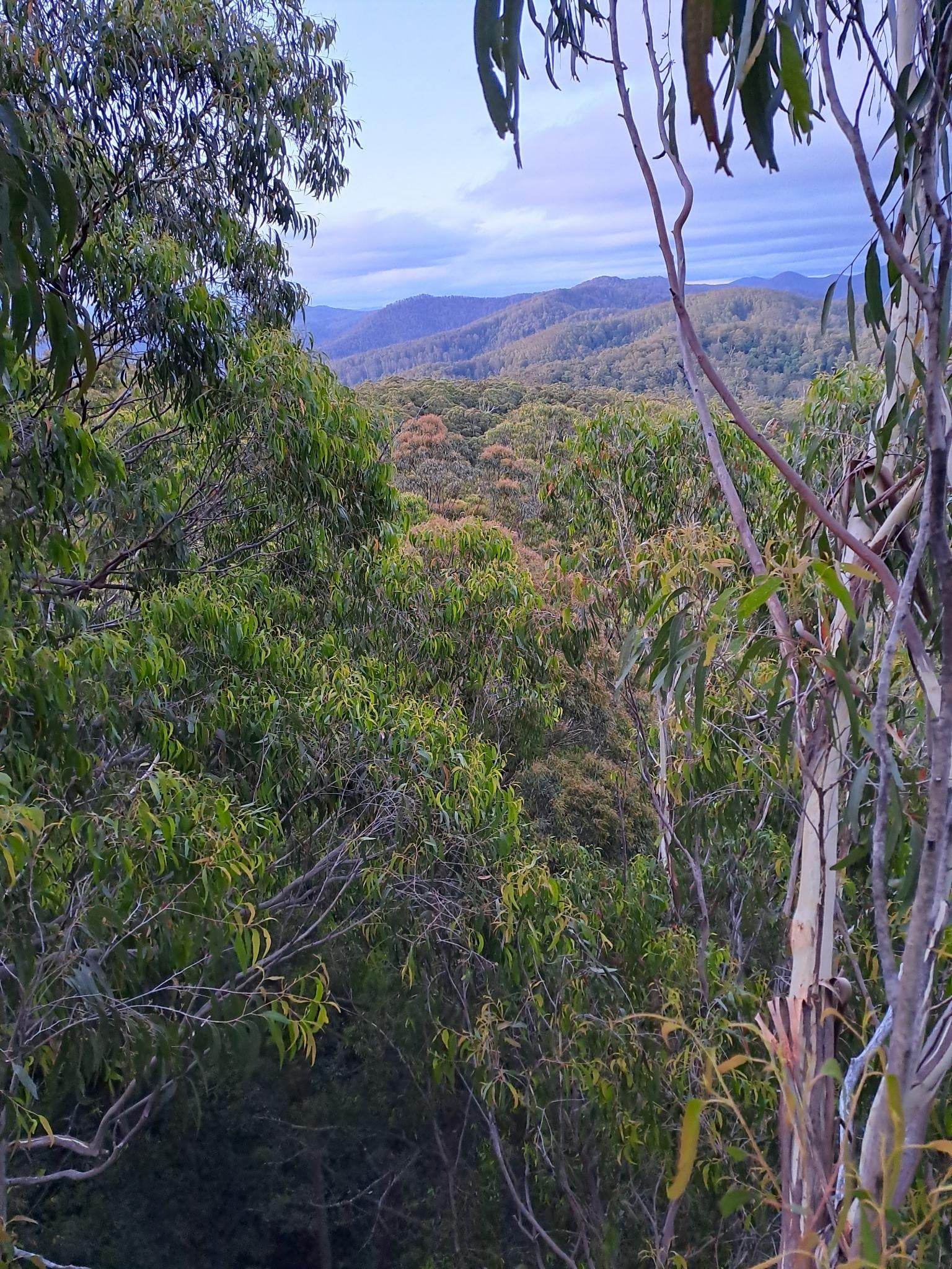 Day 4 Diary from a treesitter in the Bulga State Forest- Woke early ...