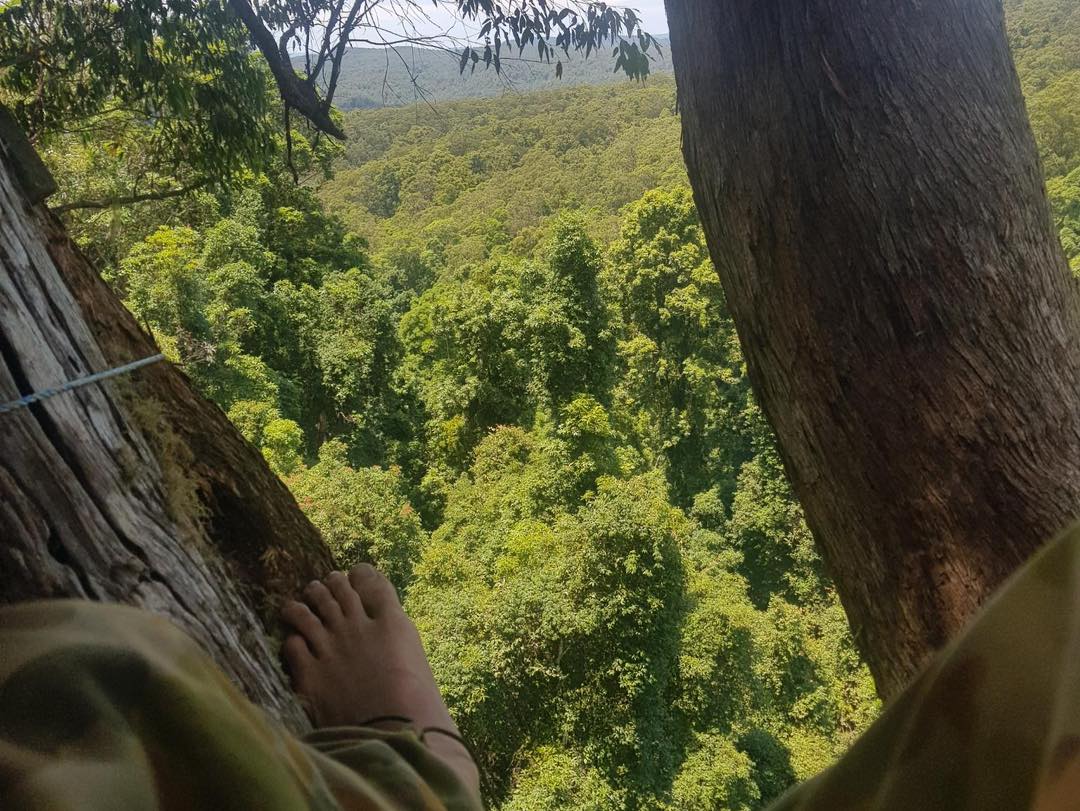 Day 20 Diary from the tree sit in Bulga State Forest - Save Bulga Forest