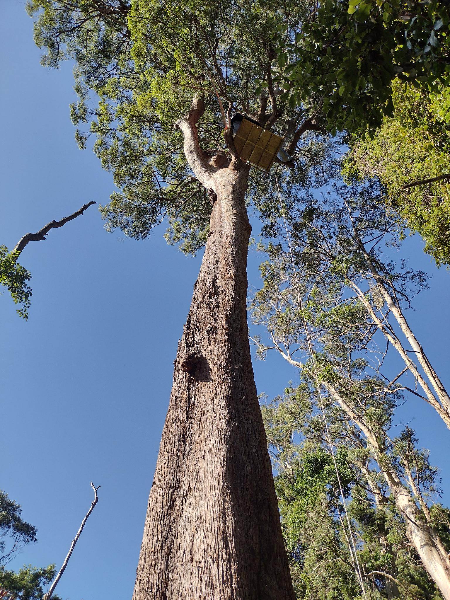 50 Days Bulga Forest Tree Sit - Save Bulga Forest