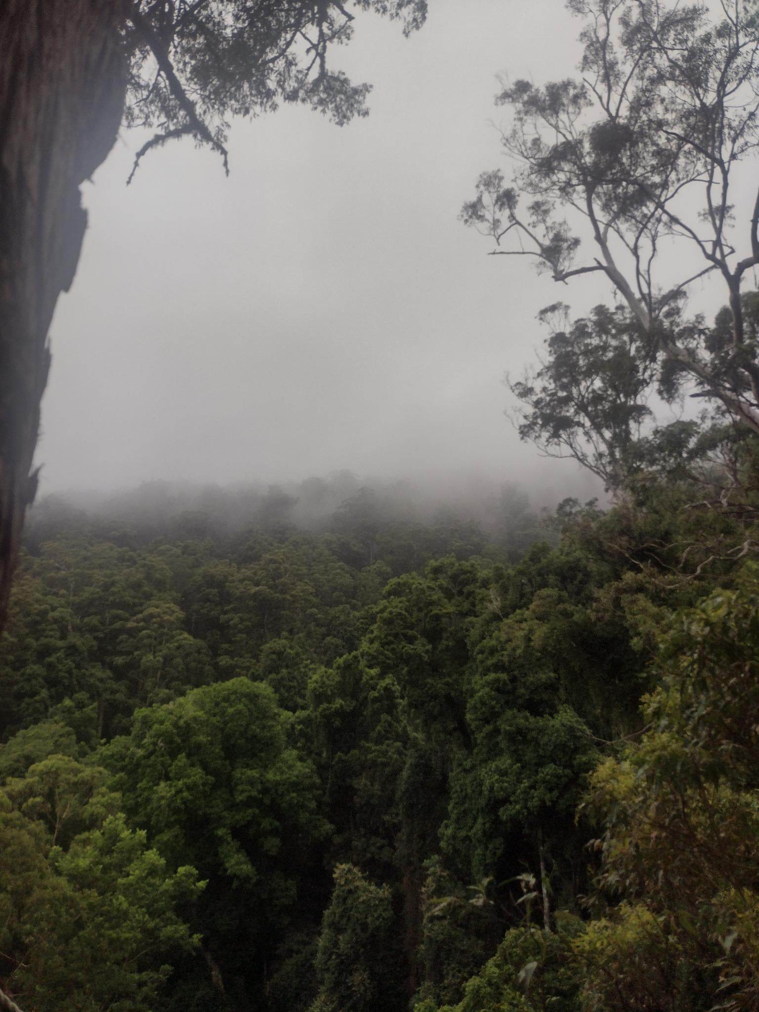 Day 31, Diary from a treesitter in the Bulga State Forest - Save Bulga ...