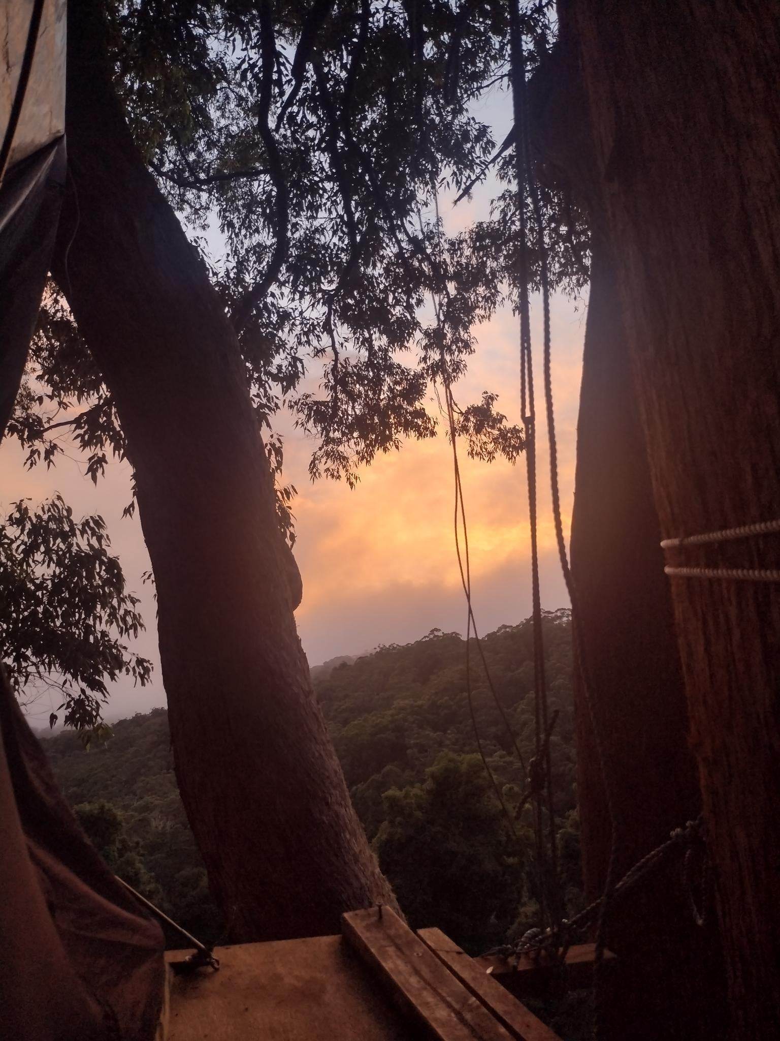 Diary from a treesitter in the Bulga State Forest 44 - Save Bulga ...