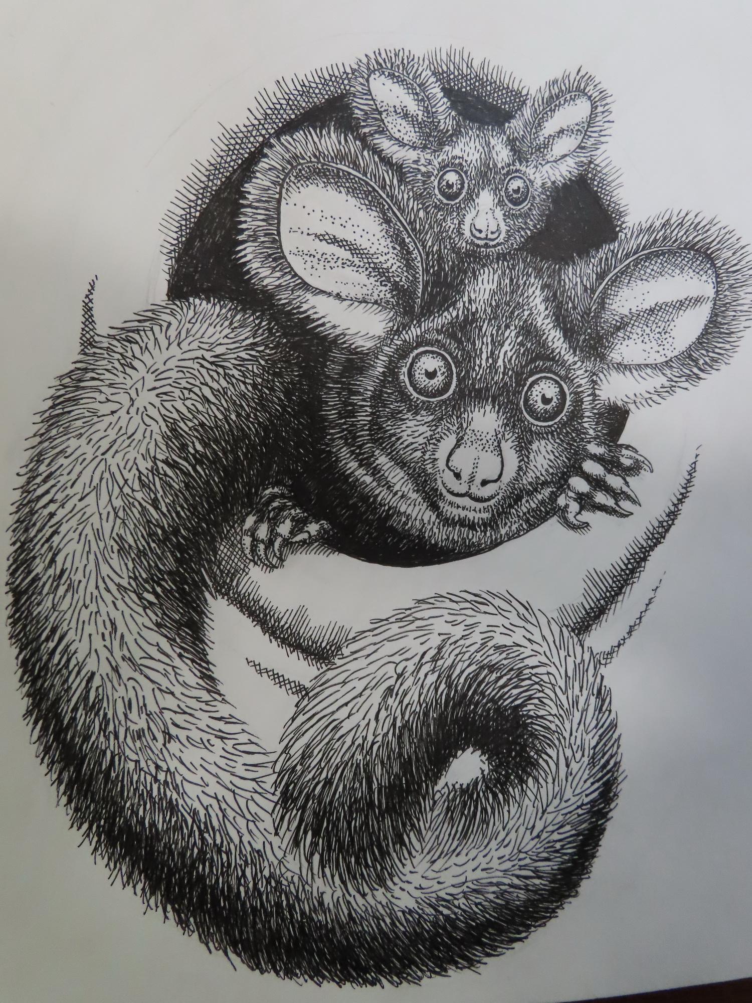 FOREST WAR RESUMES IN BULGA FOREST - Save Bulga Forest