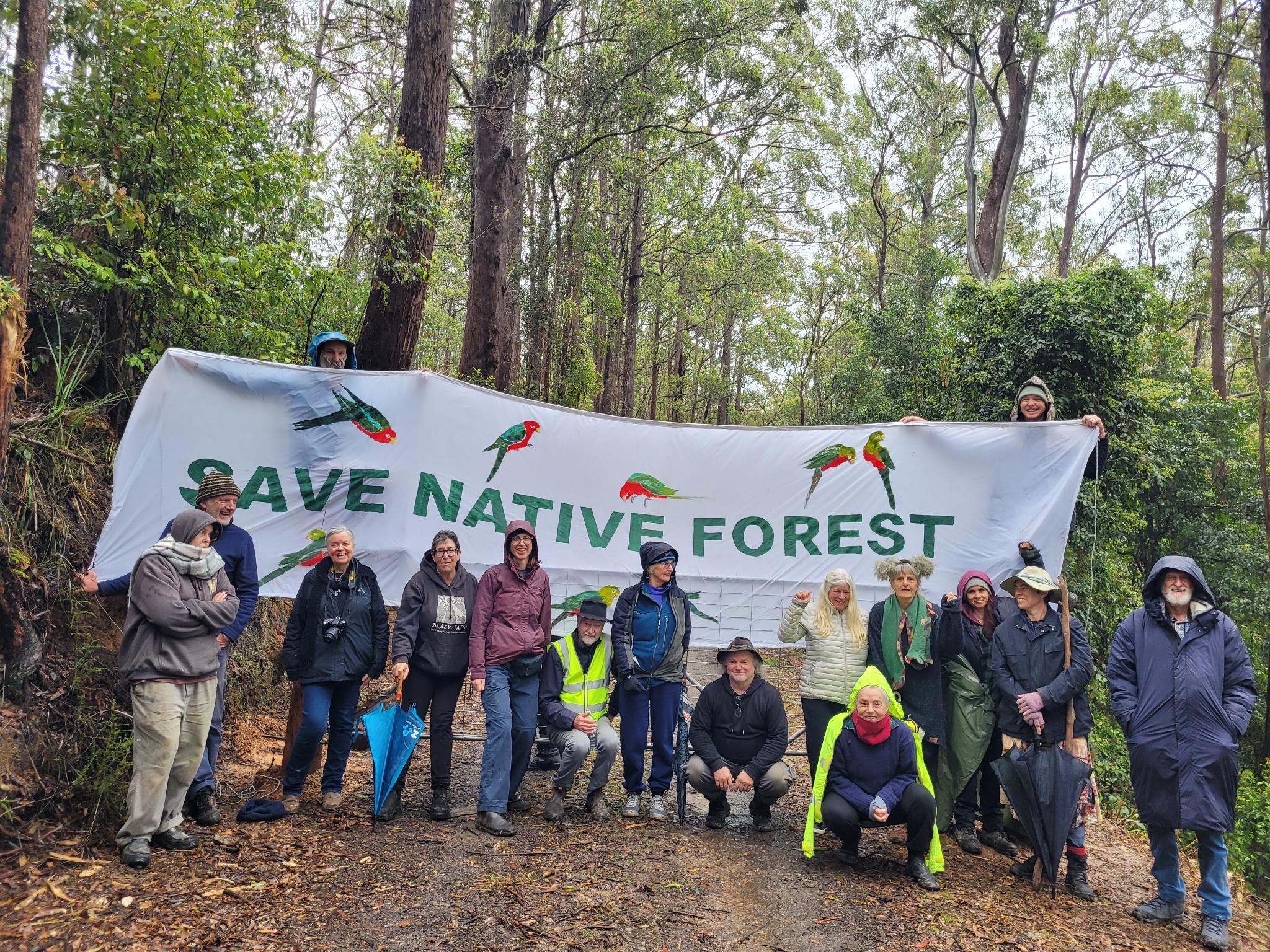 FOREST WAR RESUMES IN BULGA FOREST - Save Bulga Forest